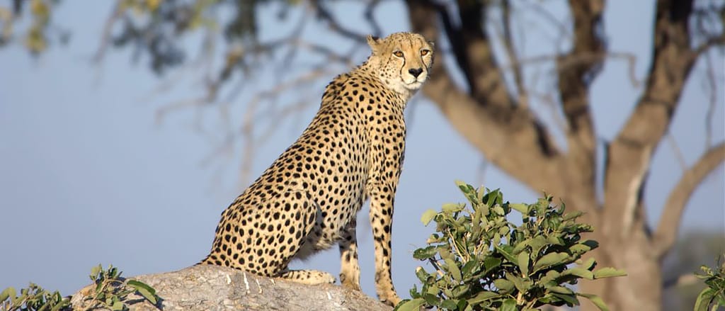 Building m.uber: Engineering a High-Performance Web App for the Global ...