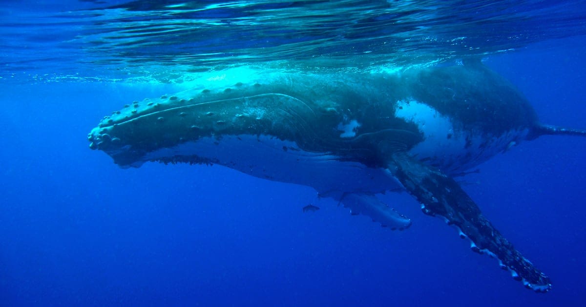 Dockerizing Mysql At Uber Engineering Uber Blog