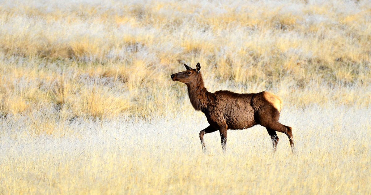 Engineering Uber Predictions in Real Time with ELK | Uber Blog