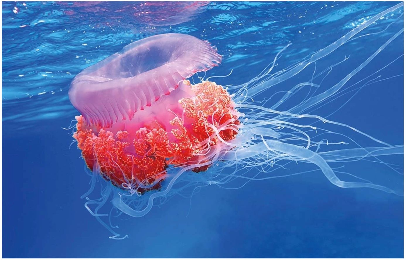 Jellyfish Cost Effective Data Tiering For Uber s Largest Storage jellyfish-cost-effective-data-tiering-for-uber-s-largest-storage