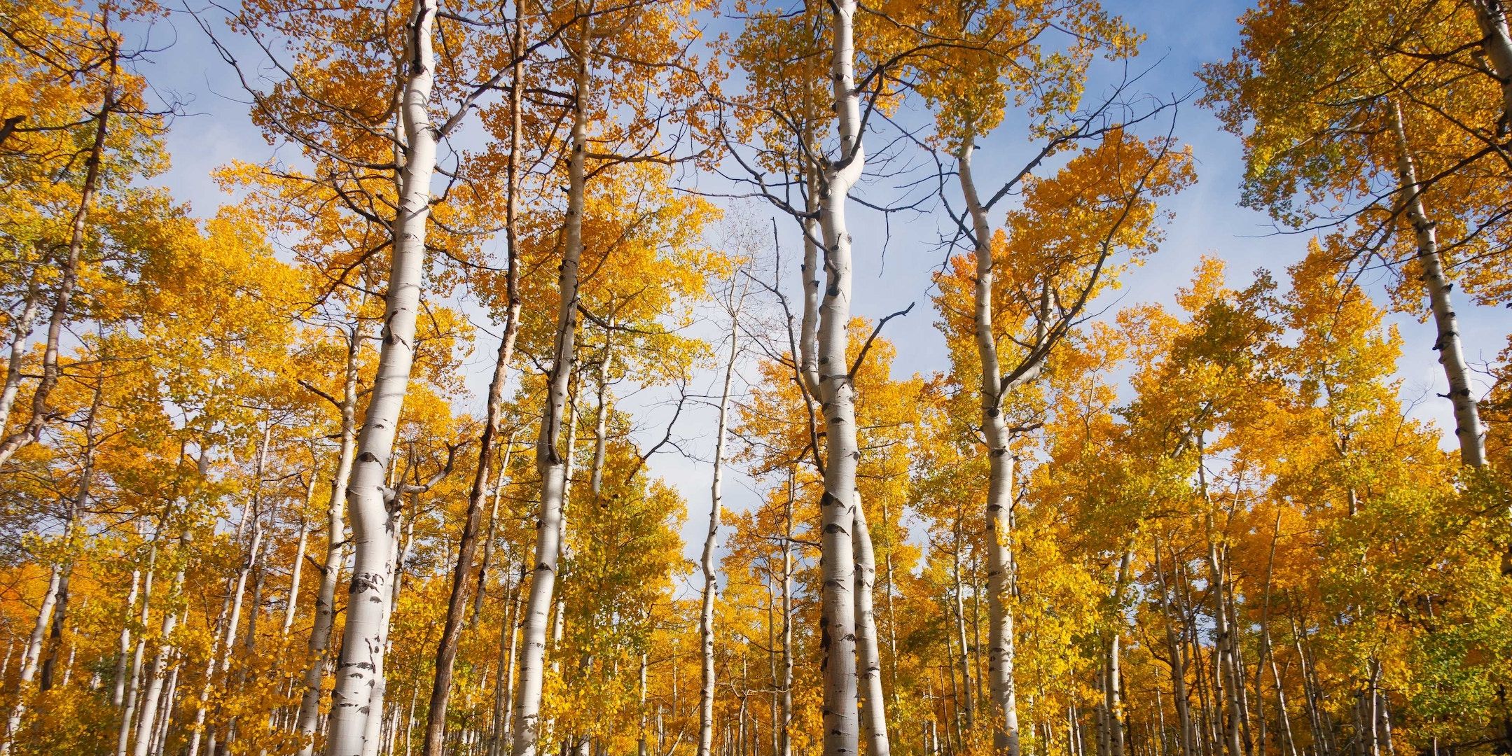 10 epic festivals and destinations to experience this fall in Denver ...