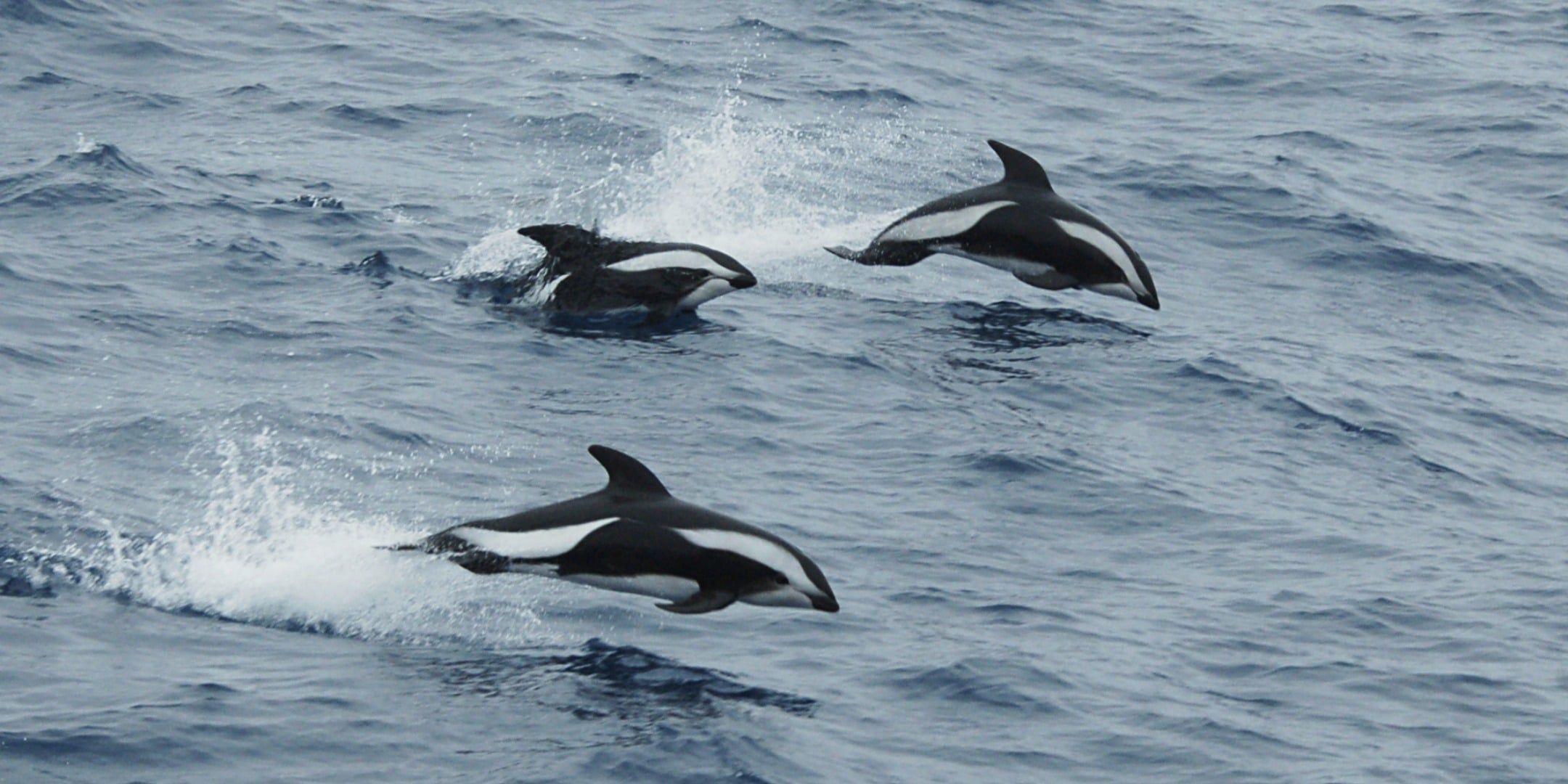 MySQL to MyRocks Migration in Uber's Distributed Datastores | Uber Blog