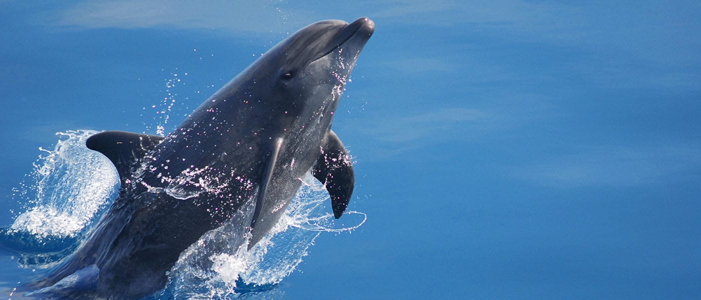 Designing Schemaless, Uber Engineering's Scalable Datastore Using MySQL ...