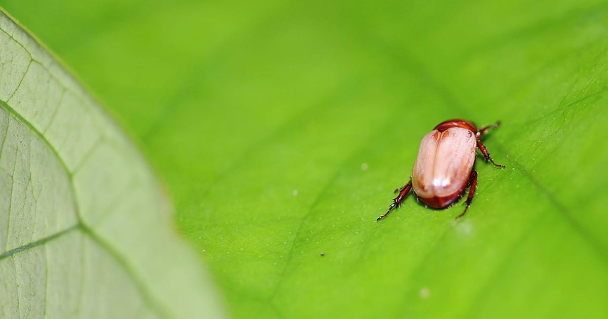 100 Days Into Uber Engineering’s Public Bug Bounty Program | Uber Blog