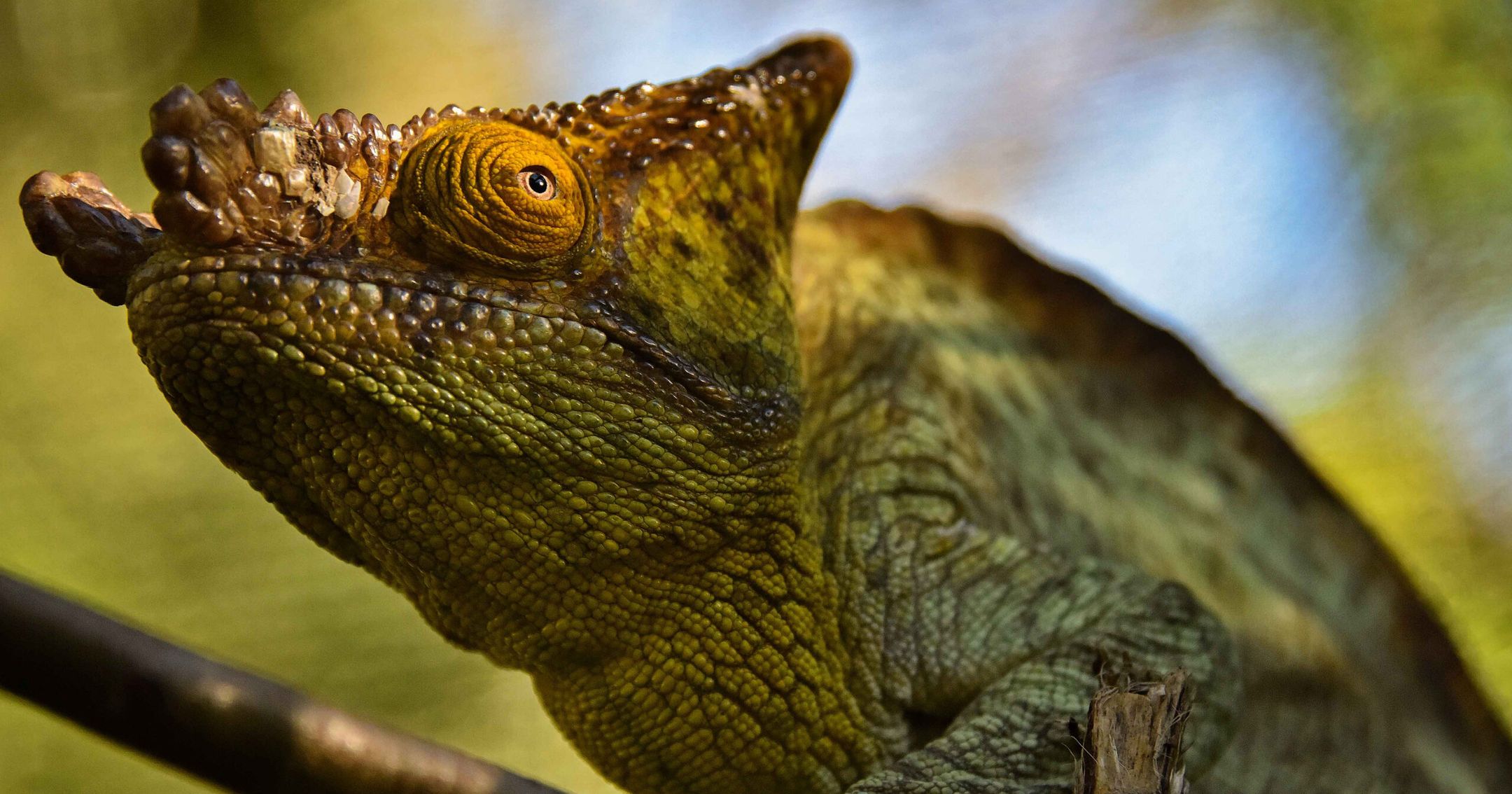 chameleon template engine