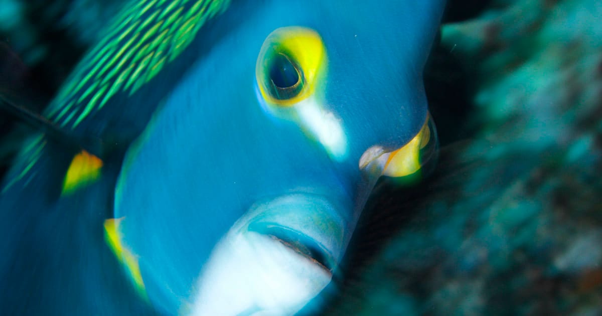 Building More Reliable Apps with Uber Engineering’s Startup Reason ...