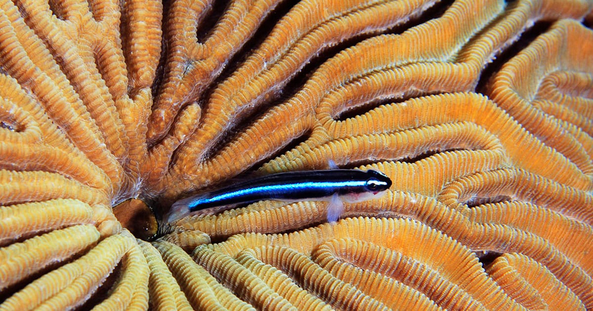 Unpacking the Android Bundle with AutoValue Extensions at Uber ...