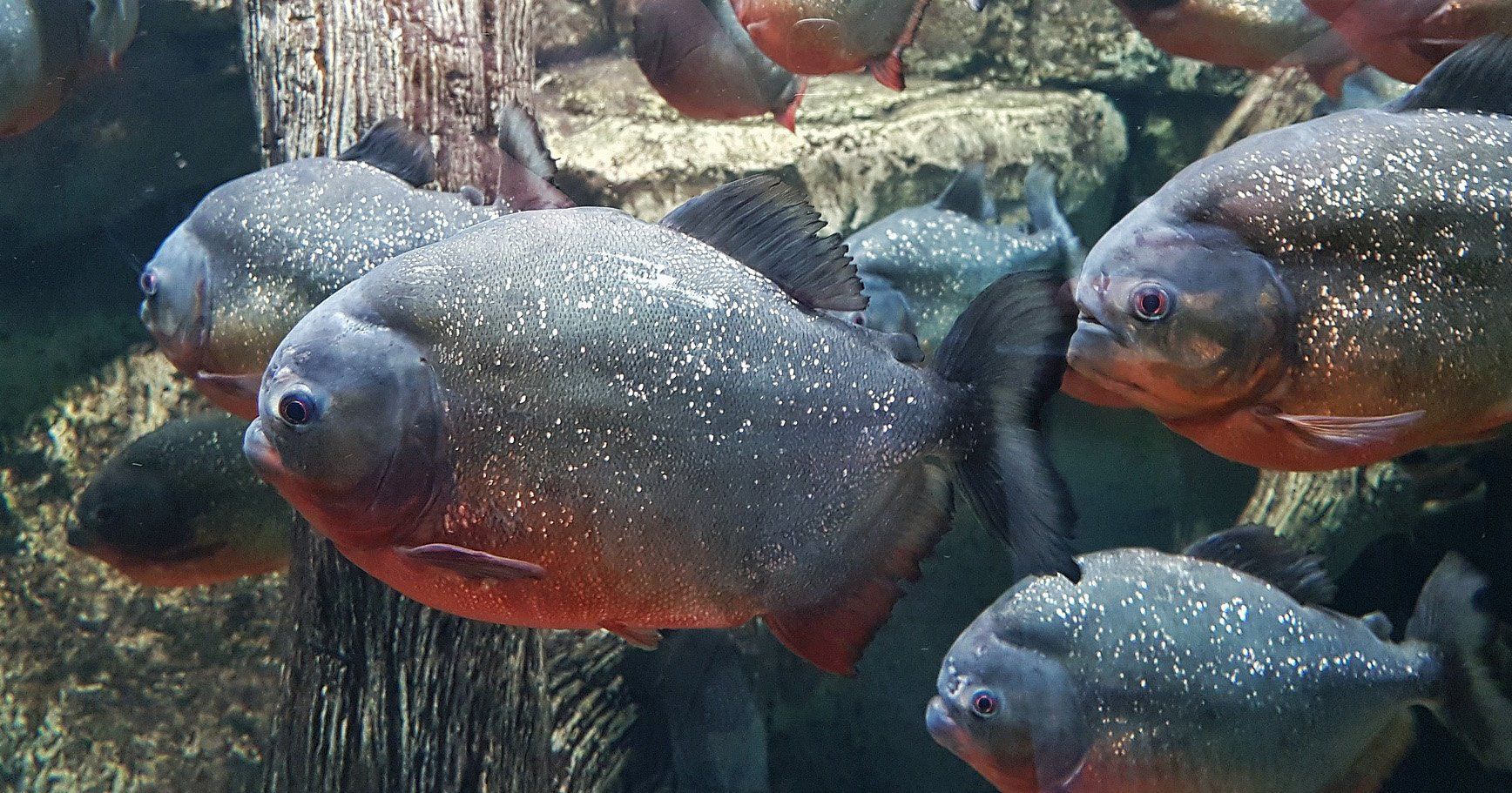 Introducing Piranha: An Open Source Tool to Automatically Delete Stale ...