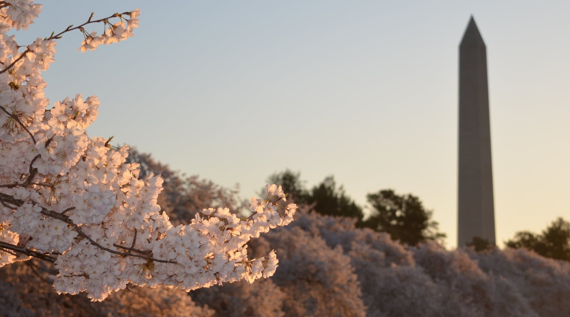 Washington Monument Cherry Blossoms