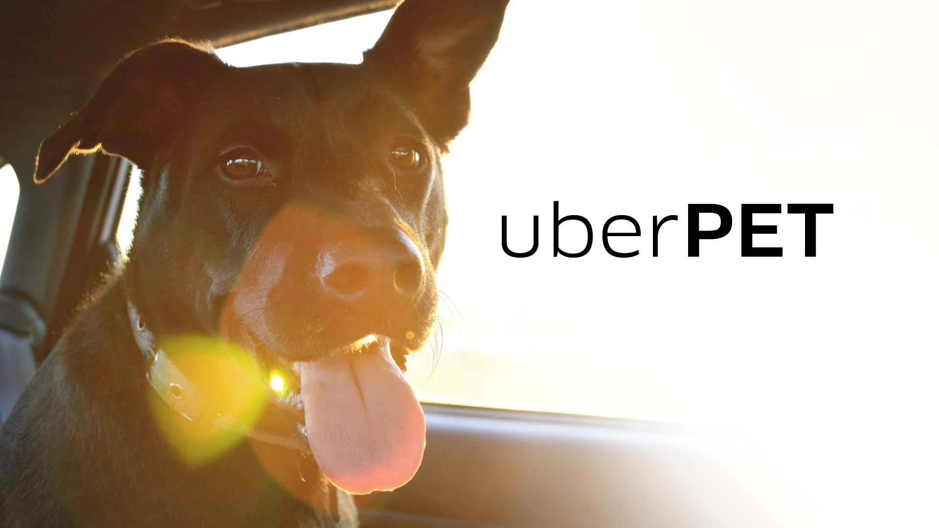 O uberPET voltou para ficar! | Uber Blog