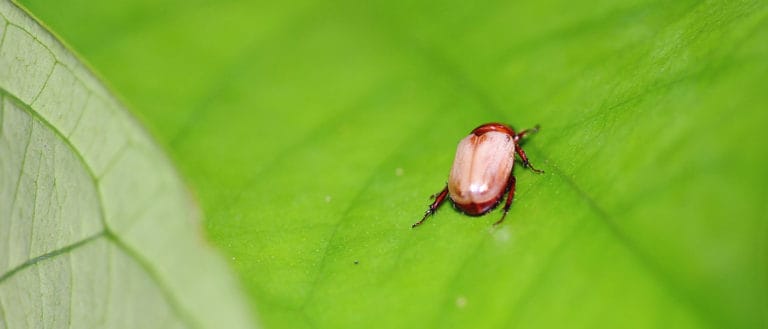 100 Days Into Uber Engineering’s Public Bug Bounty Program | Uber Blog