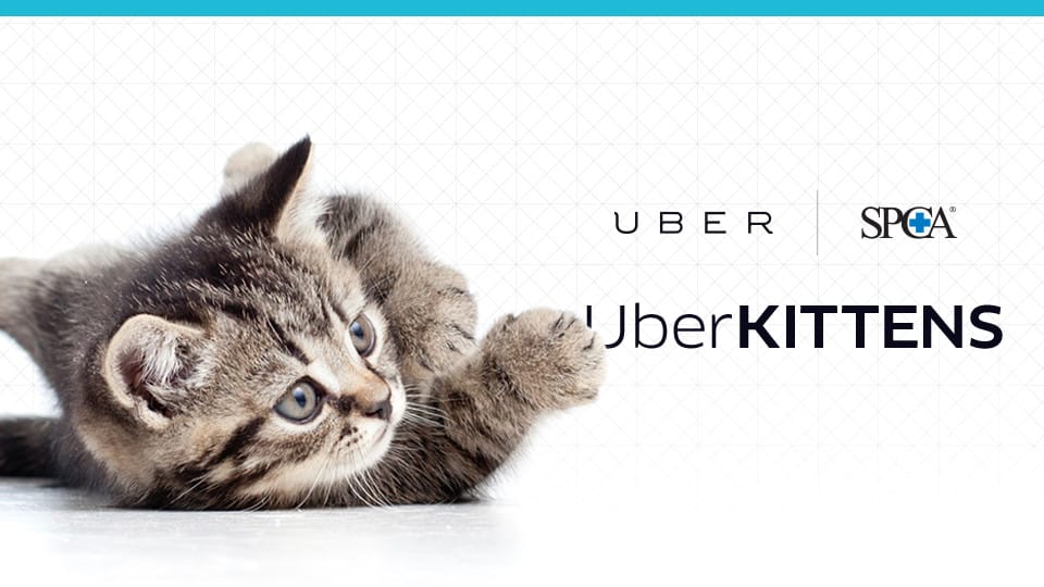 UberKITTENS is coming to New Zealand this Friday! | Uber Blog